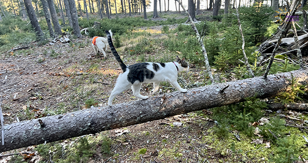 My Kitty Stayed Out Late - Power of Love Ministry