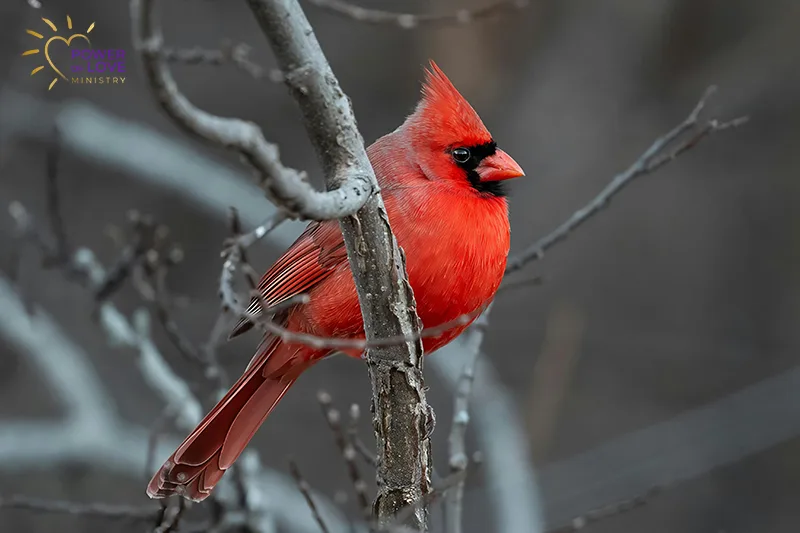 Failure Is a Judgment, Not a Fact - Power of Love Ministry